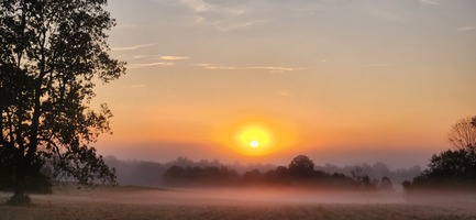 Firewood - CW Tree, LLC